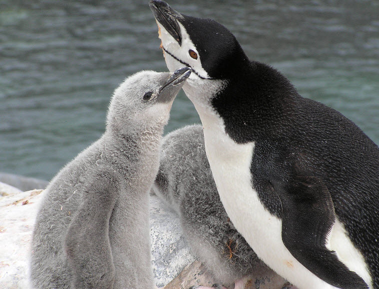 Chinstrap Penguin | The Life of Animals