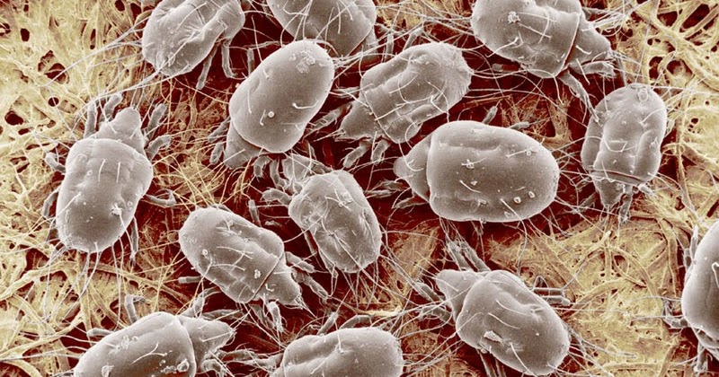 Variety of Life: Acaridae