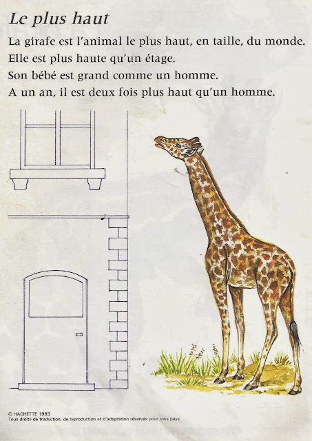 Leçons de choses: La girafe