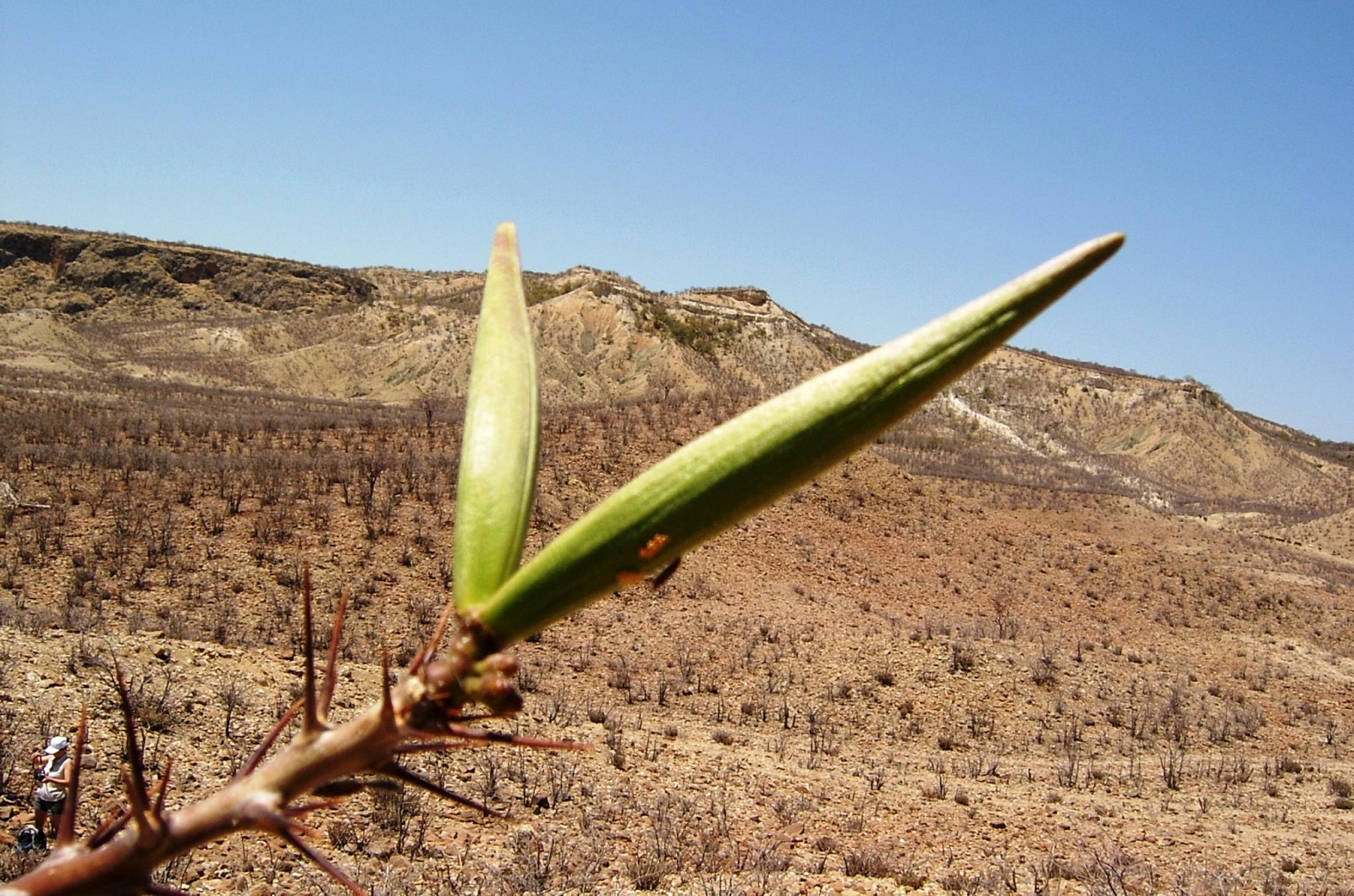 Real Monstrosities: Bottle Tree