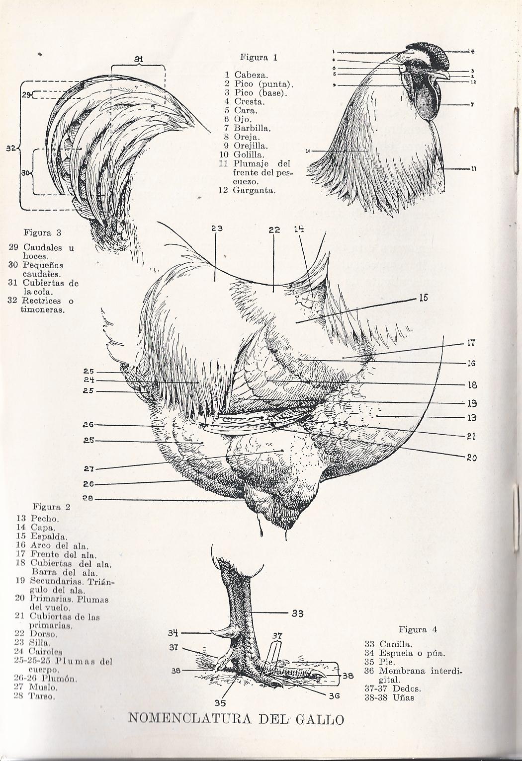 Criadero Avicola Tuflek: Nomenclatura del gallo y la gallina