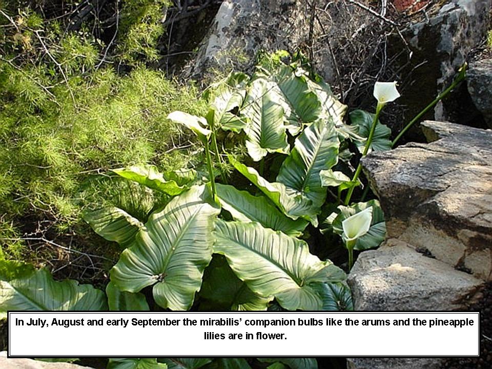 Sharing flower bulb information: Clivia mirabilis - a photographic ...