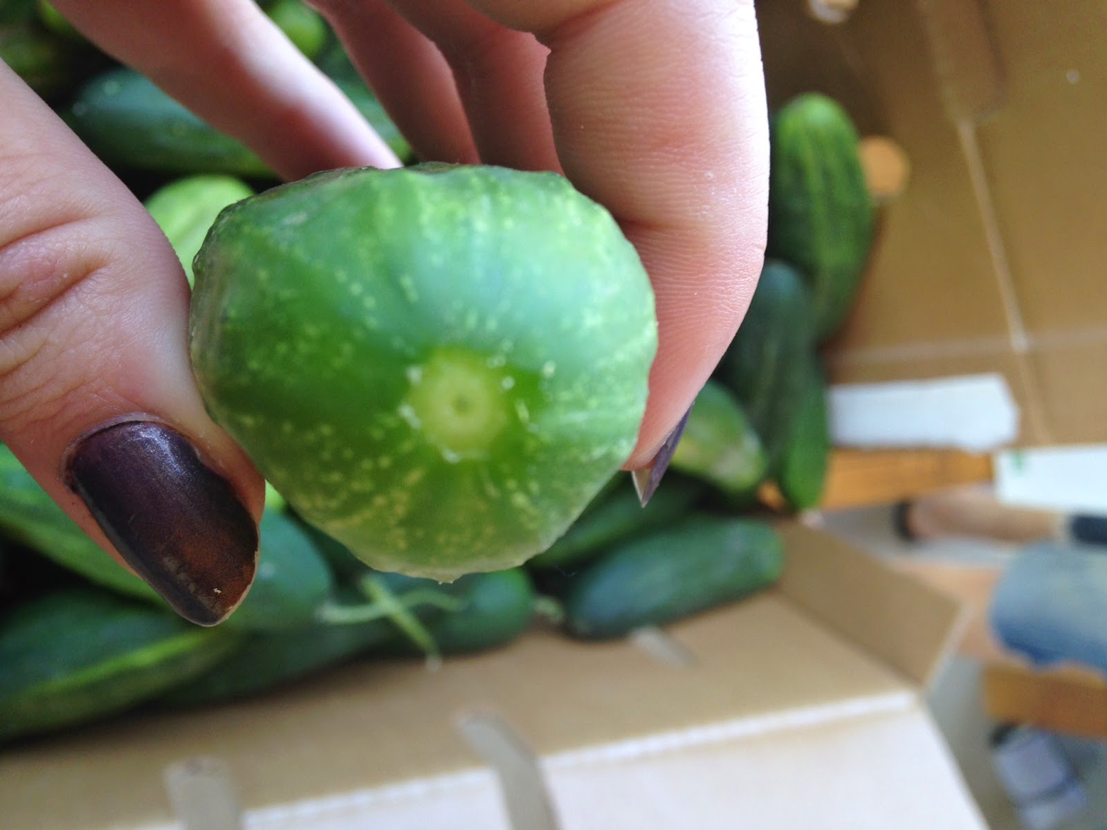 Laura's Making....: Fermenting Pickles: A Hopefully Simple Tutorial