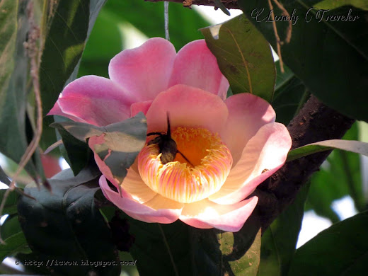 Majestic Heaven Lotus - Gustavia augusta