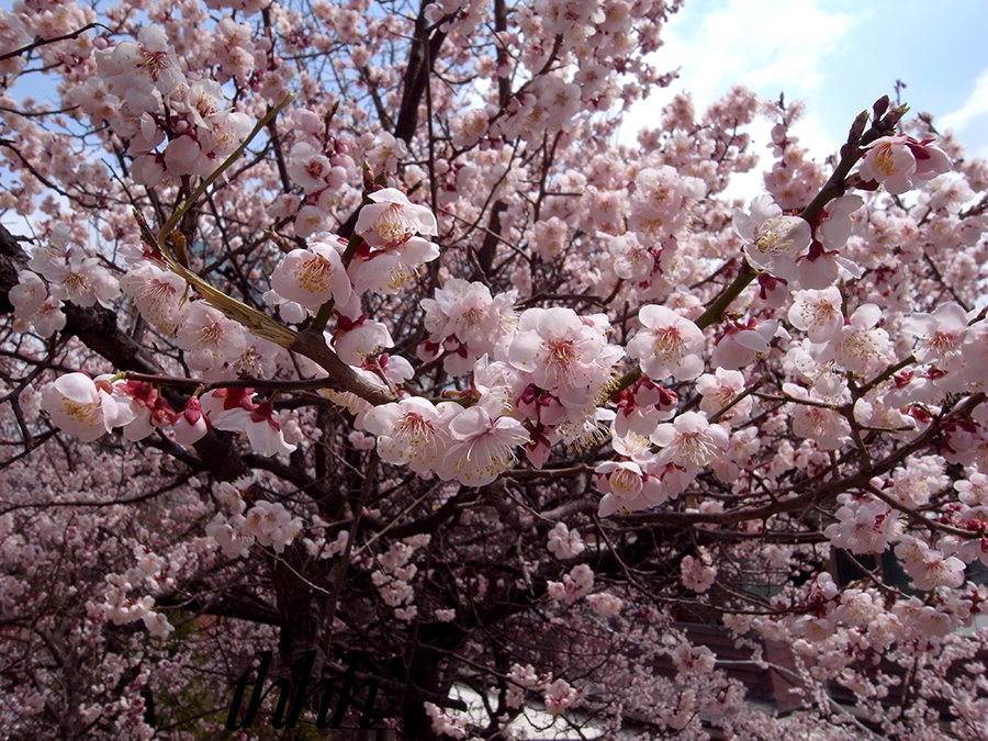 one spring tree. - Theheyheyhey