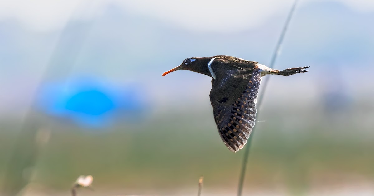 Greater Painted Snipe (Female) | YuGWoRLD