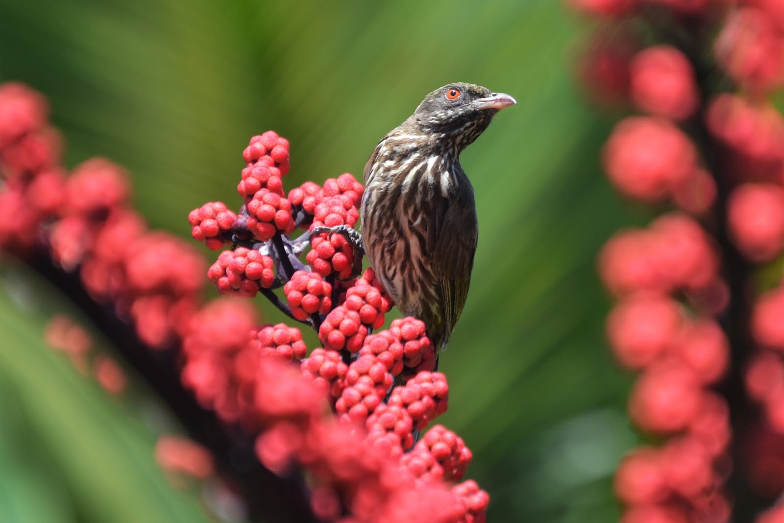 Cigua Palmera. | Fauna Dominicana