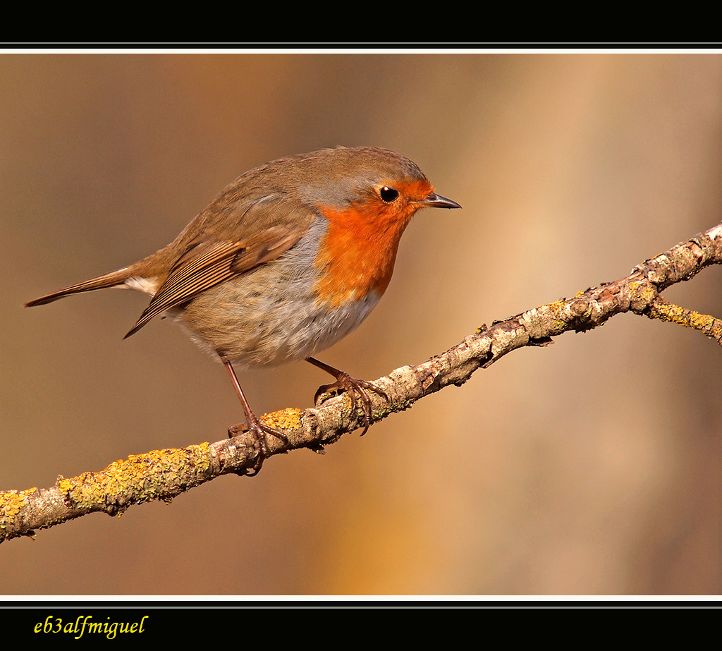MIS AMIGAS LAS AVES: Petirrojo europeo (Erithacus rubecula)