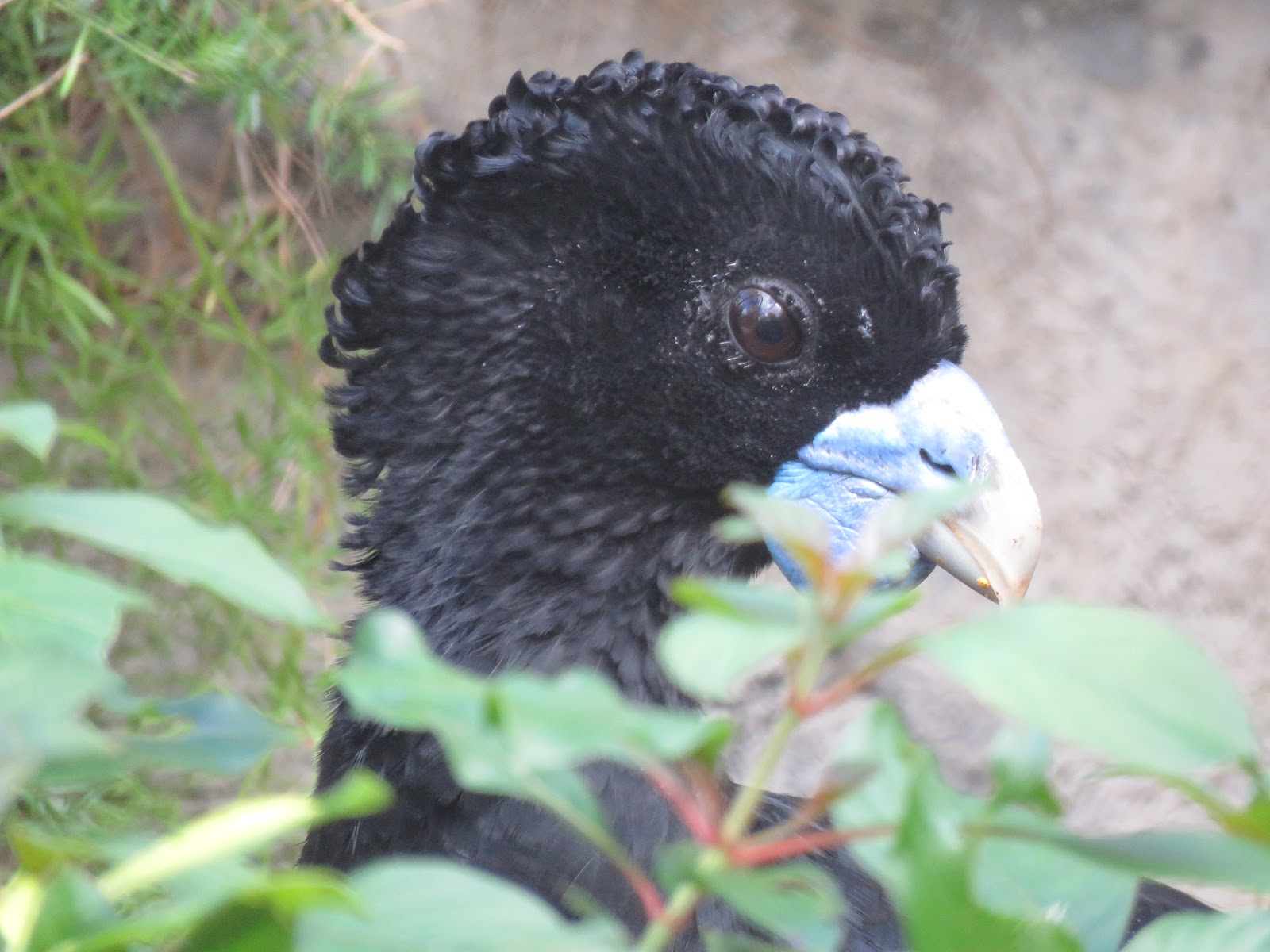Bonao Internacional: EL PAJUIL COLOMBIANO , BELLEZA EXTREMA EN PELIGRO ...
