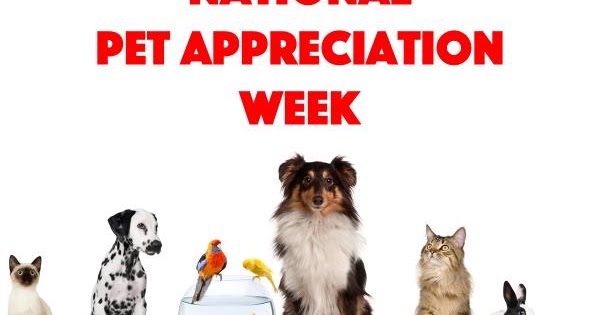Pet Blog By Bocci @ Bocci's Beefs: As National Pet Appreciation Week ...