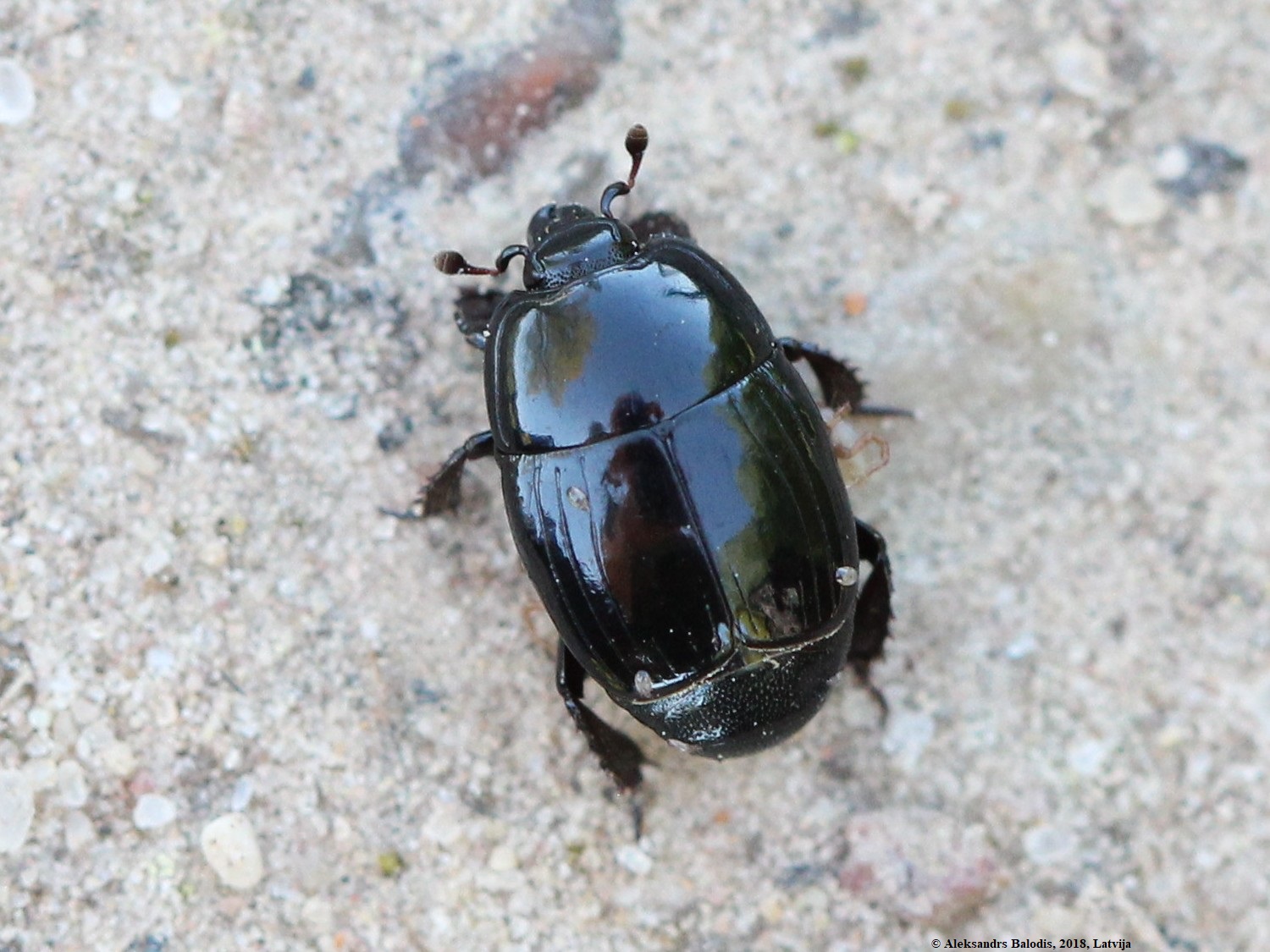 Variety of Life: Histeridae