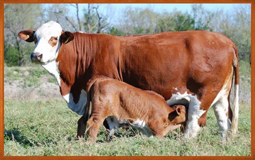 PORTAL GANADERO HIGUEYANO: RAZA BEEFMASTER.