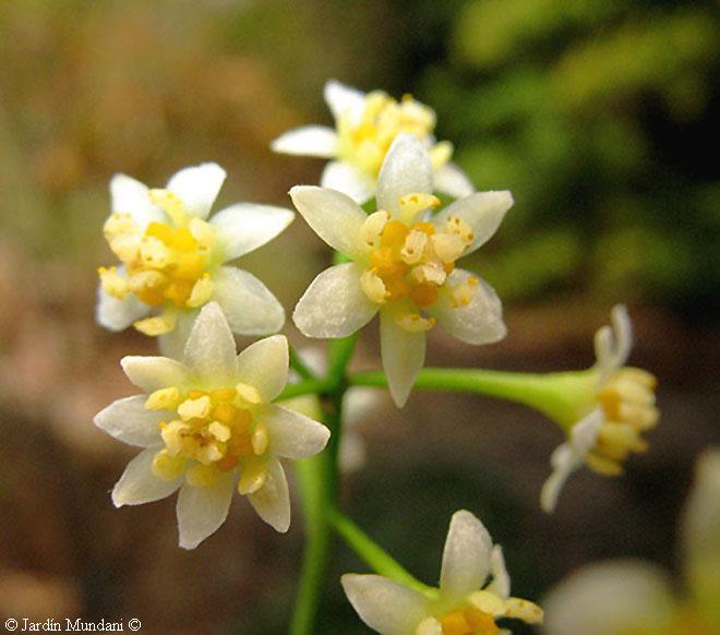 Sangrando en verde: Nectarios extraflorales: una golosina para las hormigas