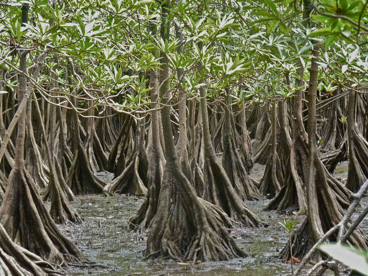 Colombianidad Décimo