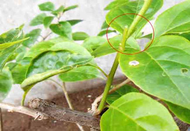 Cara Menyetek Tanaman Bunga Kertas Untuk Pemula