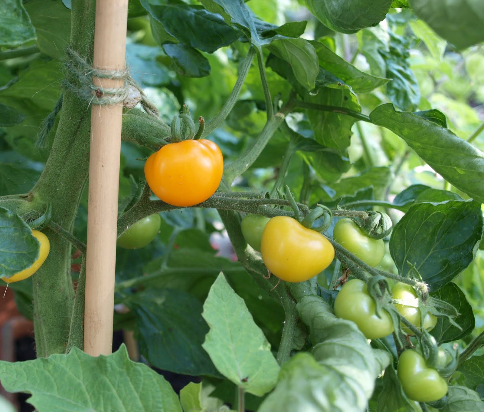 Mark's Veg Plot: What's in my garden in August...