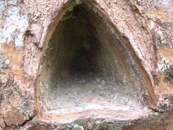 Red Dammar - Agathis Loranthifolia Rich