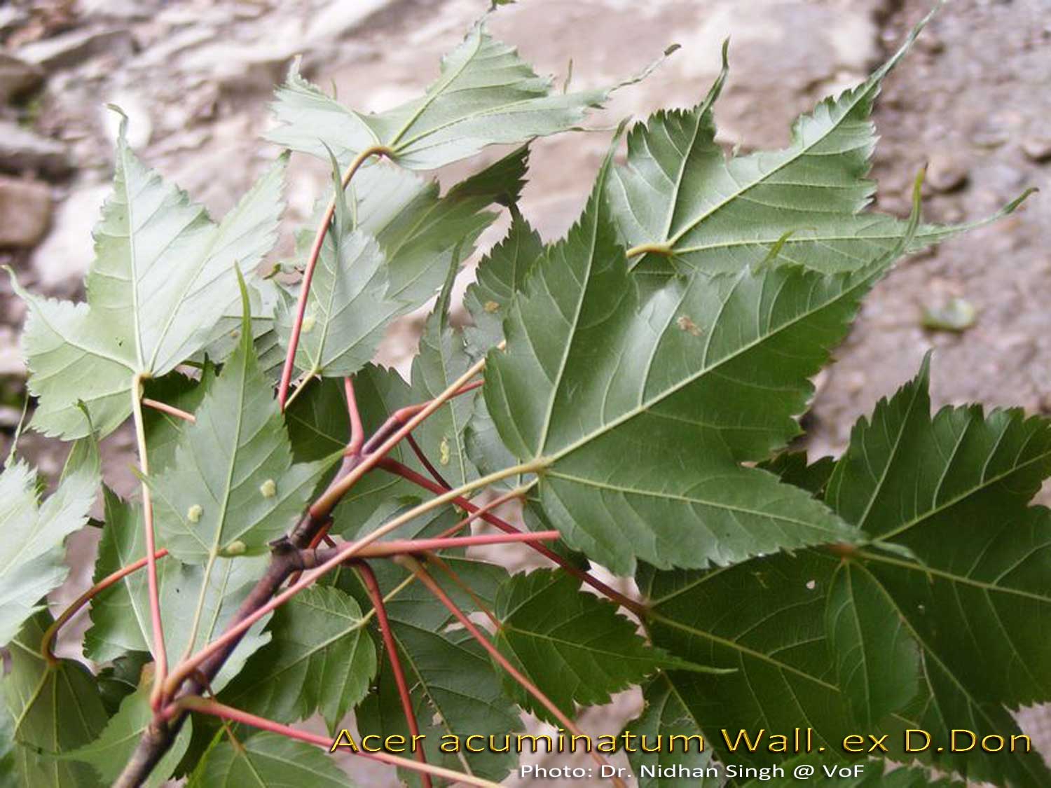 Medicinal Plants: Acer acuminatum, Tapering Leaf Maple