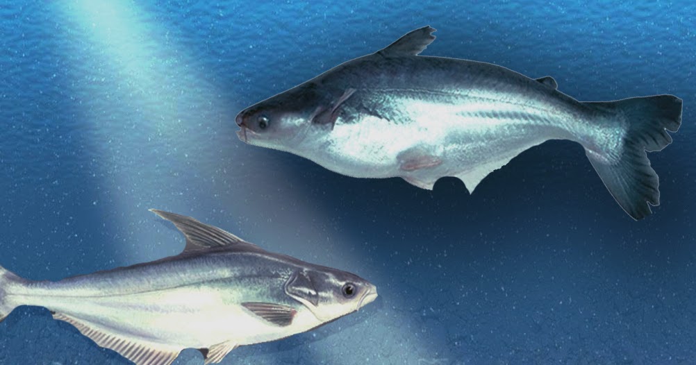 Budidaya Ikan Patin Lengkap Tips Budidaya