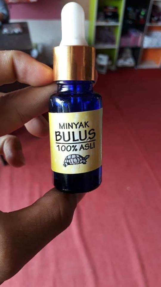 MINYAK BULUS 100% ASLI MURAH | Harga Murah Original cikza beauty shop