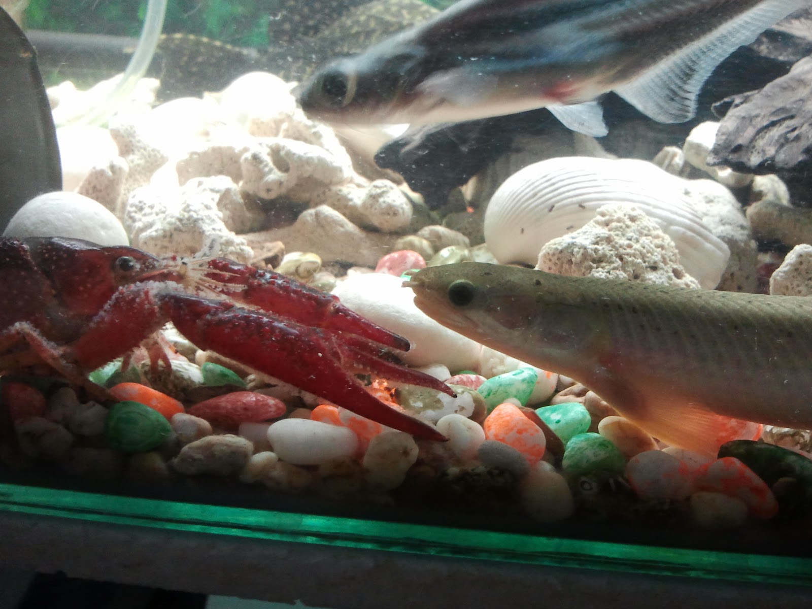 hardy boy: Ikan Pelik - DRAGON FISH