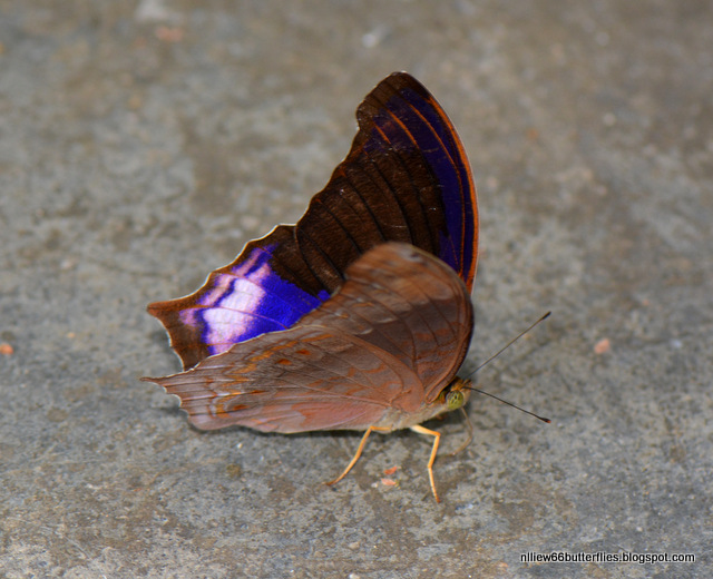 The Forested Path (and Beyond): BUTTERFLIES of RAUB: The Large Assyrian ...