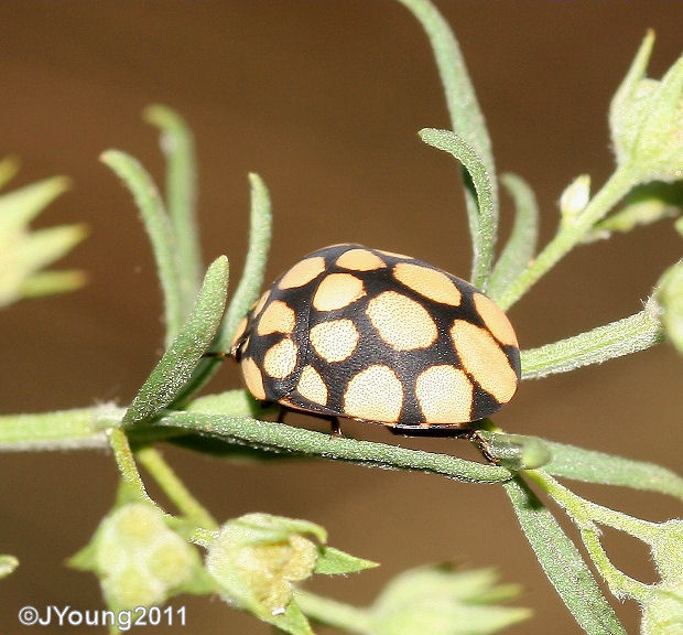 South African Photographs: Two ladybirds/ladybugs??