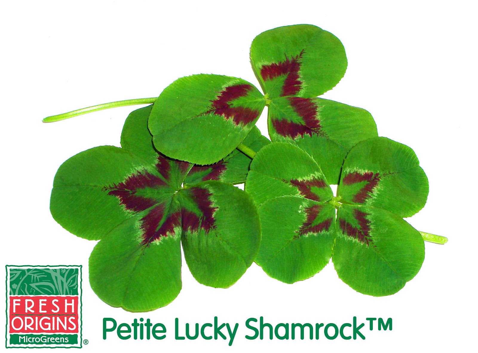 Whom You Know: WHOM YOU KNOW CELEBRATES ST. PATRICK'S DAY WITH THE ...