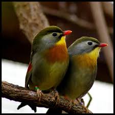 Birds Pekin Robin From China ~ Bird Of Asia