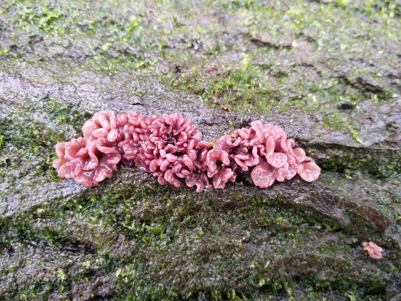 Misidentifying Fungi: Perfect weather for funguses