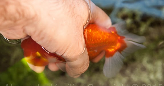 HIGH RANCHU: HOW TO HANDLE RANCHU