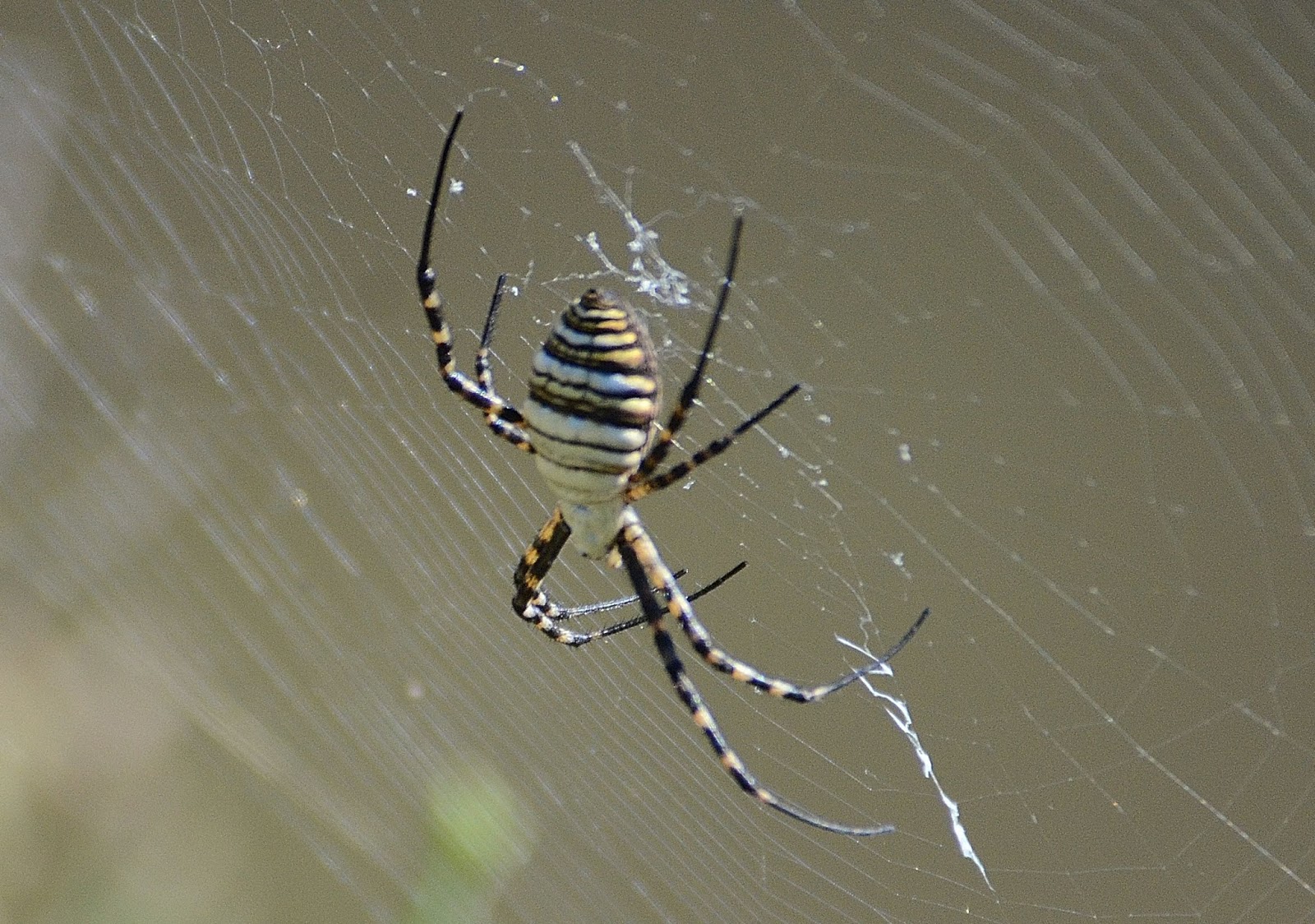 Birding with Flowers: Menorca in Late September