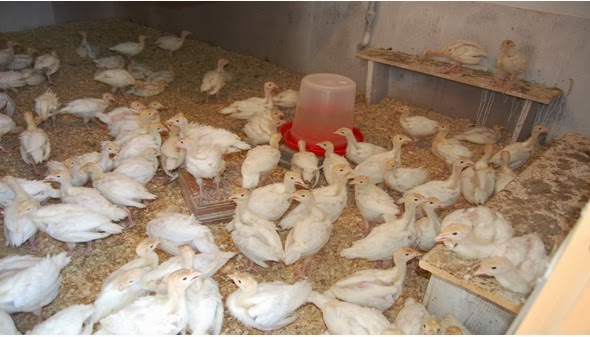 Katika miaka kumi ya ufugaji wako wa bata mzinga unaweza kujikuta ...