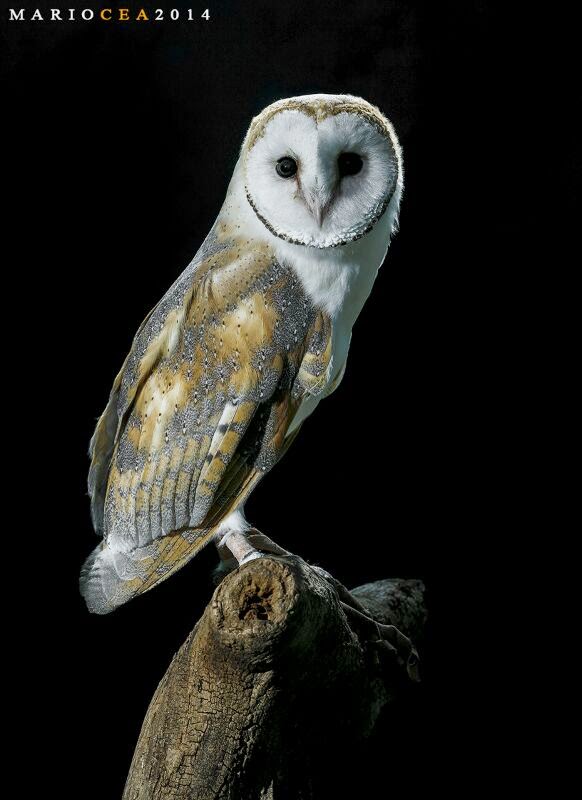 Legio Photos VII: Uno de los grandes: Mario Cea