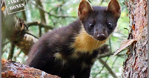 A month of filming a pine marten : Jake's Bones