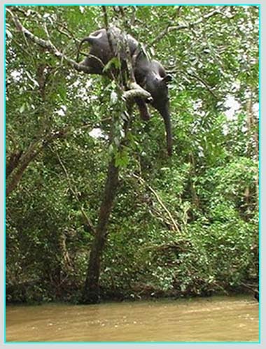 fenomena: elephant to climb a tree