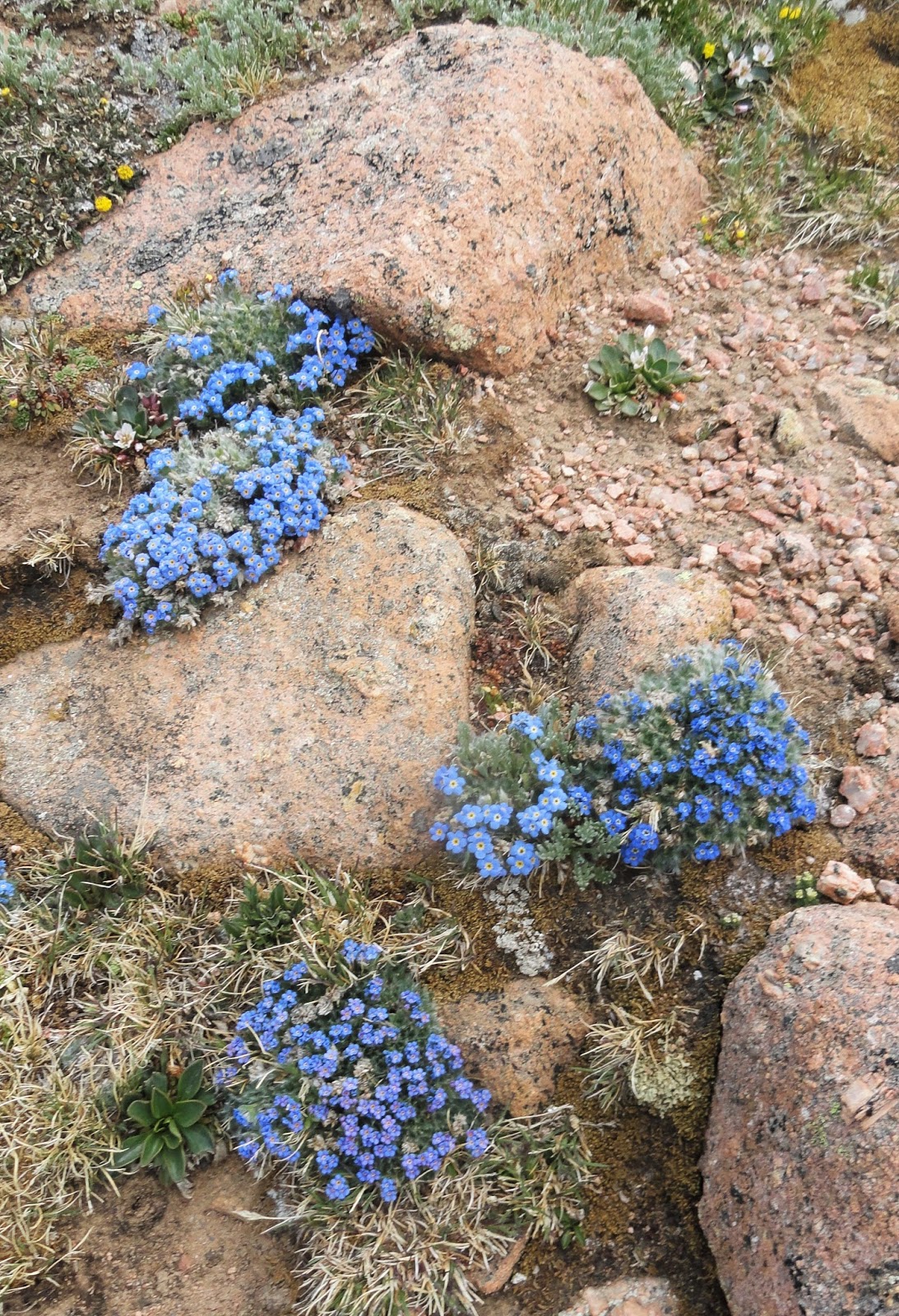 Prairiebreak: Colorado! or bust (Mementos from EXACTLY five and a half ...
