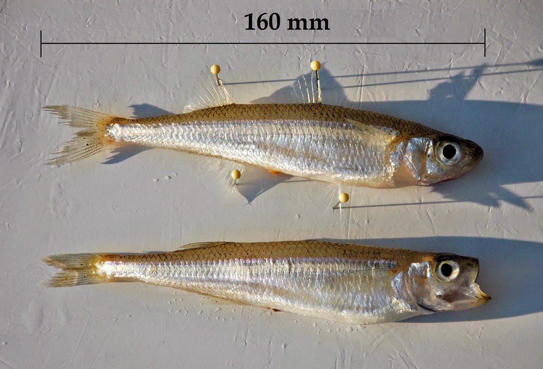 Especies marinas de interes bromatologico: Atherina boyeri Risso, 1810 ...