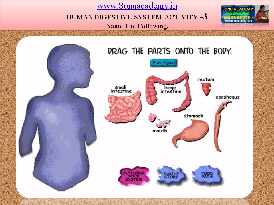 SONU ACADEMY: HUMAN DIGESTIVE SYSTEM- ACTIVITY-3