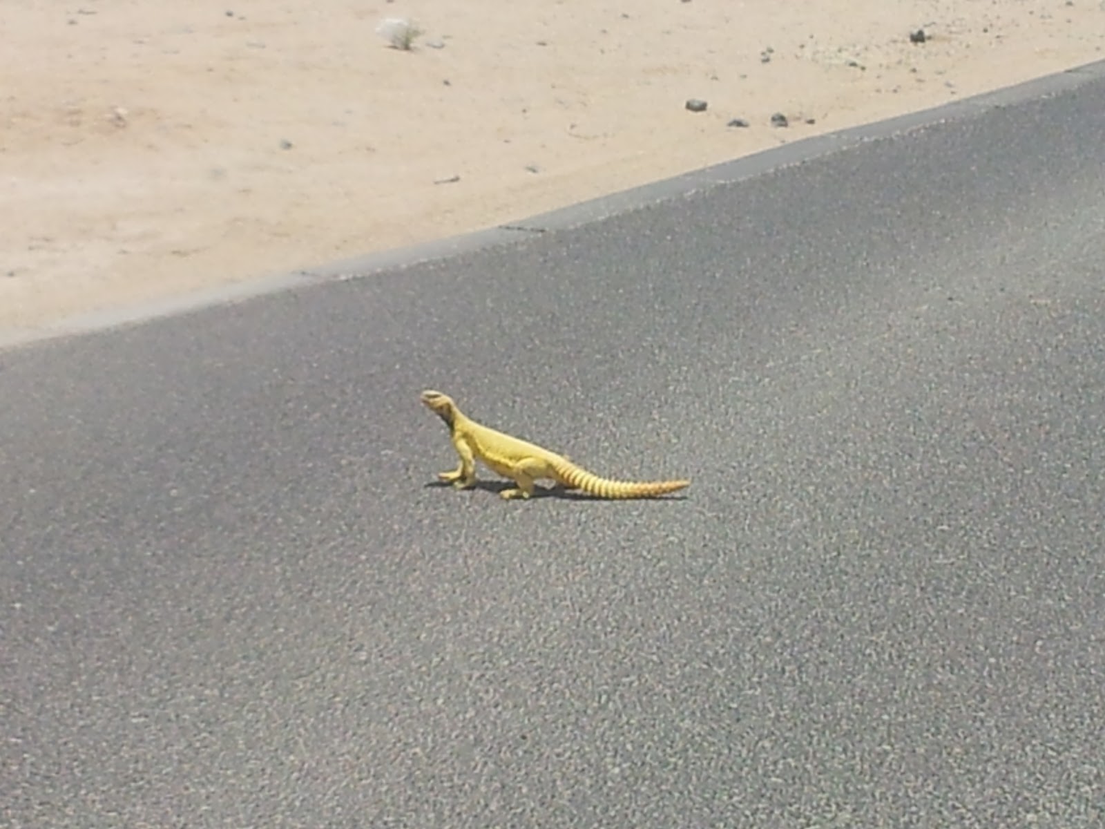 Life in Kuwait Blog: Lizard of Kuwait