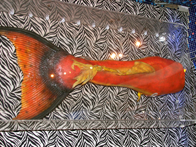 Splash Movie Mermaid Tail