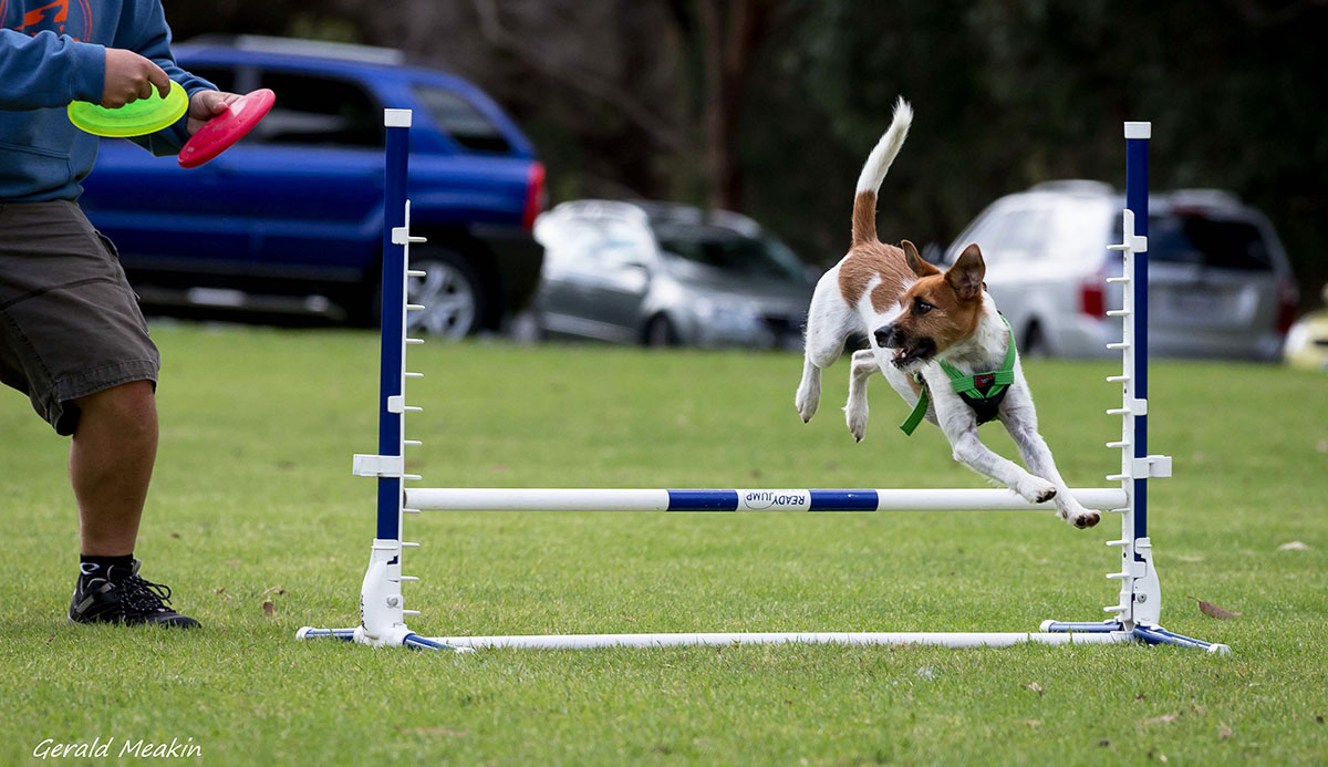 UpDog Challenge - A Dog Sport for Everyone! | Australian Dog Lover