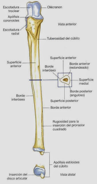 Anatomia P. F. : practice N°4