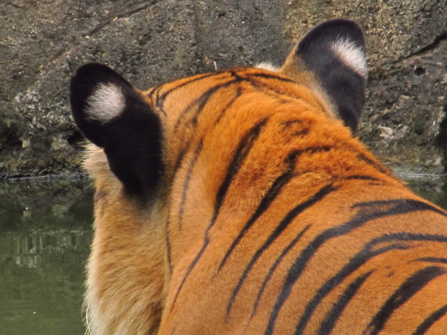 .:Life is Simple JUST not that EASY:.: arent the tiger's ears look ...