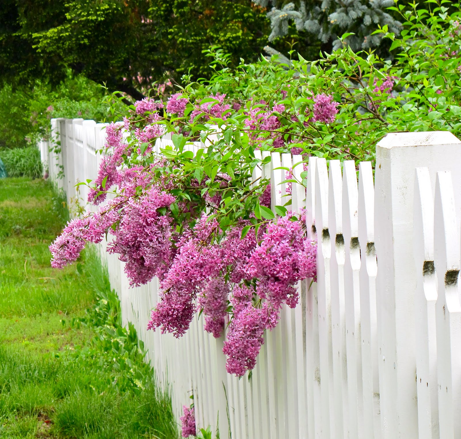 Flashback : Lilac Season | Mr. Darcy Stopping to Smell the Flowers ...