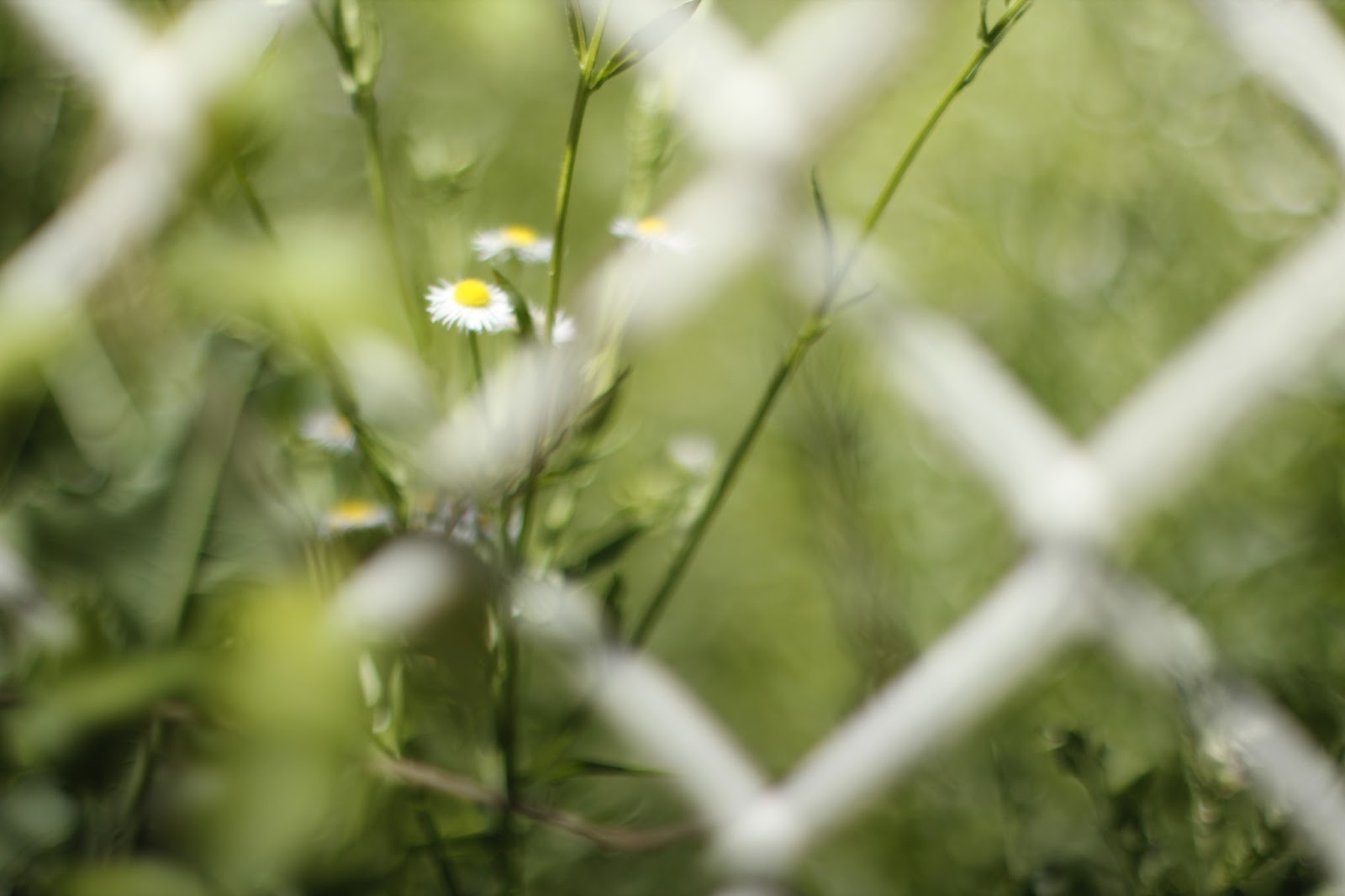 Chain Link Daisy