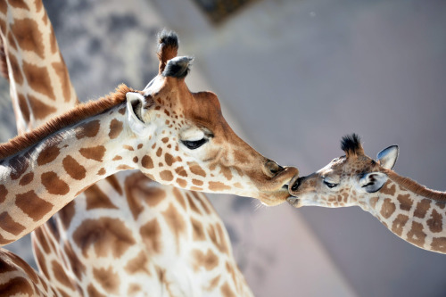 It's amazing for your kids about baby giraffe facts ~ Science facts