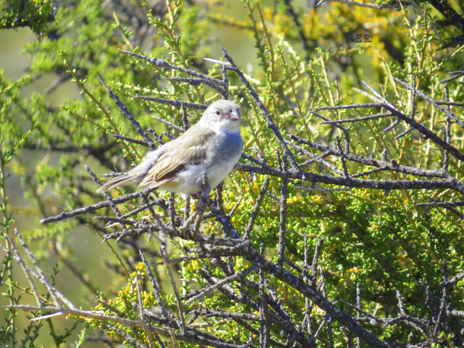 Aves del Golfo San Jorge: Diuca común (Diuca diuca)