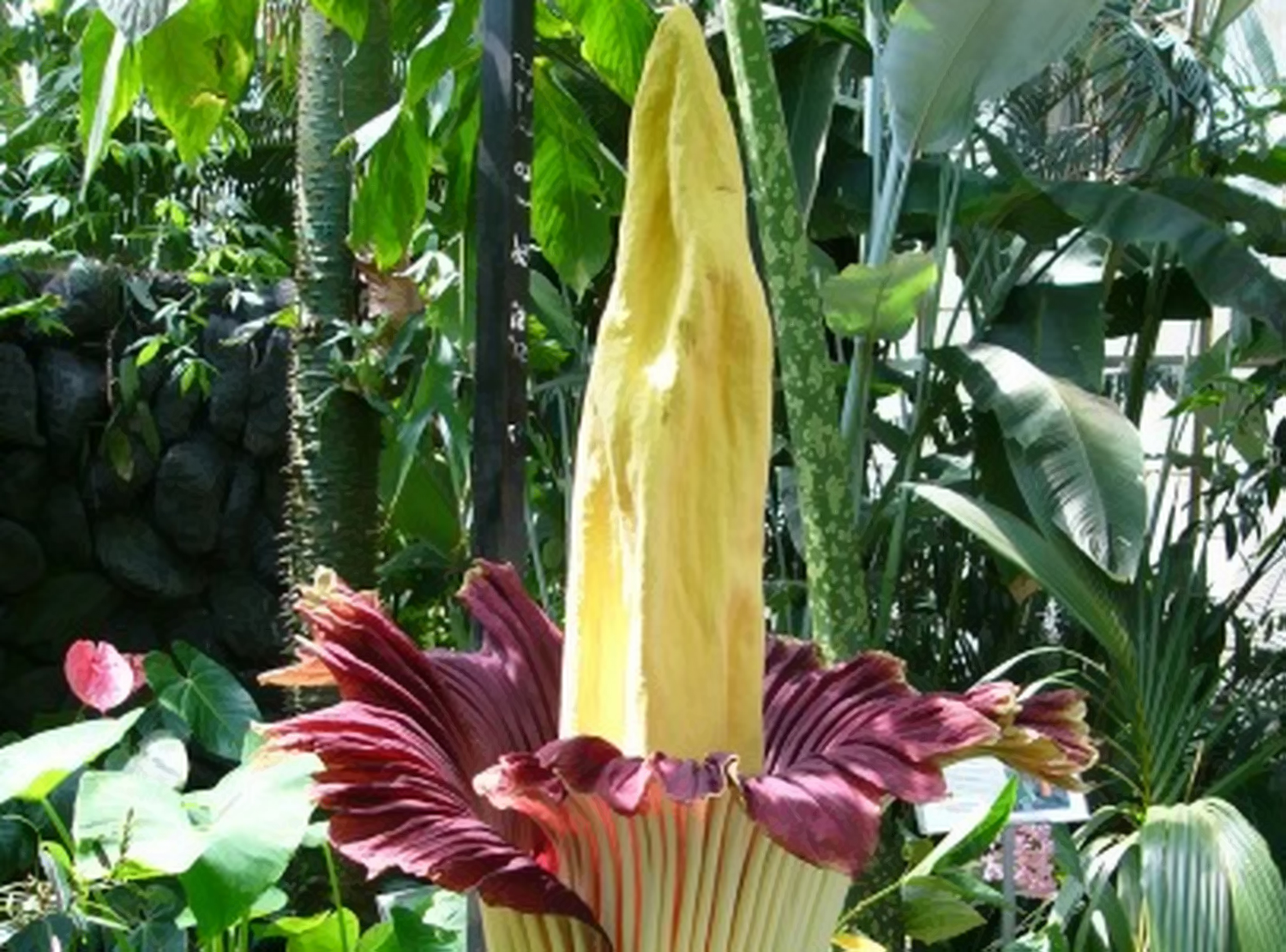 Inilah 10 Jenis Tanaman Paling Aneh dari Berbagai Penjuru Dunia ~ One ...