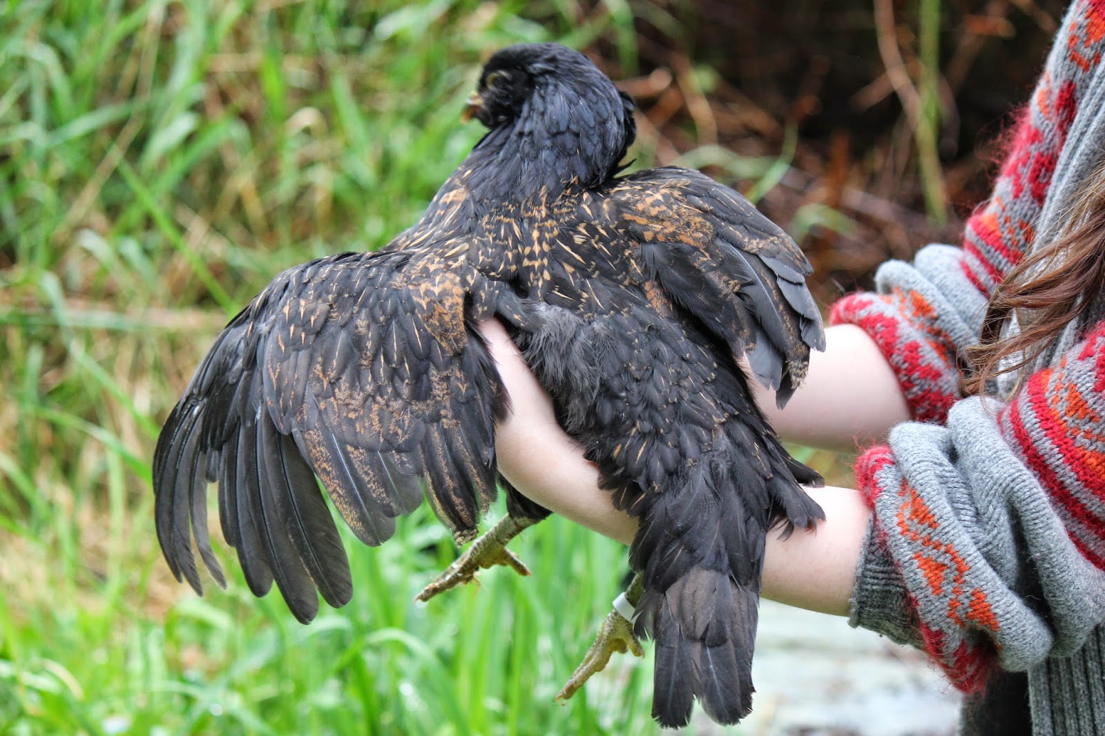 Raising Chickens: Spider's Progress